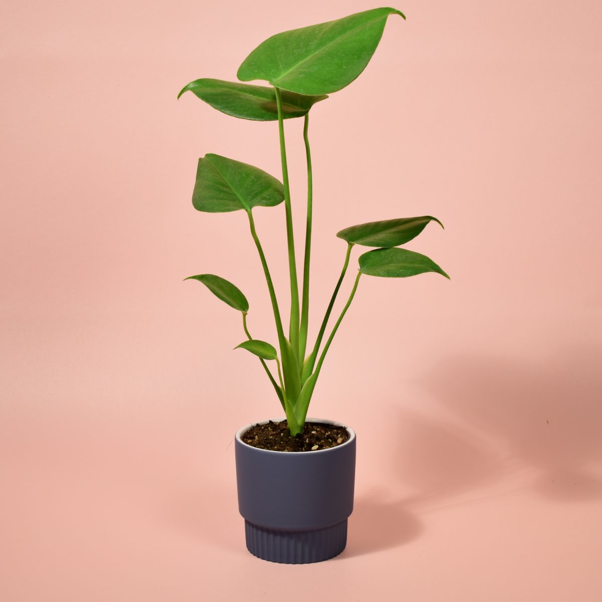 Monstera Deliciosa - THE FLORI STUDIO